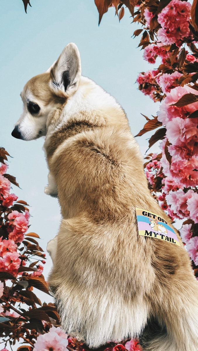 Tail Wag | Sticker Pack