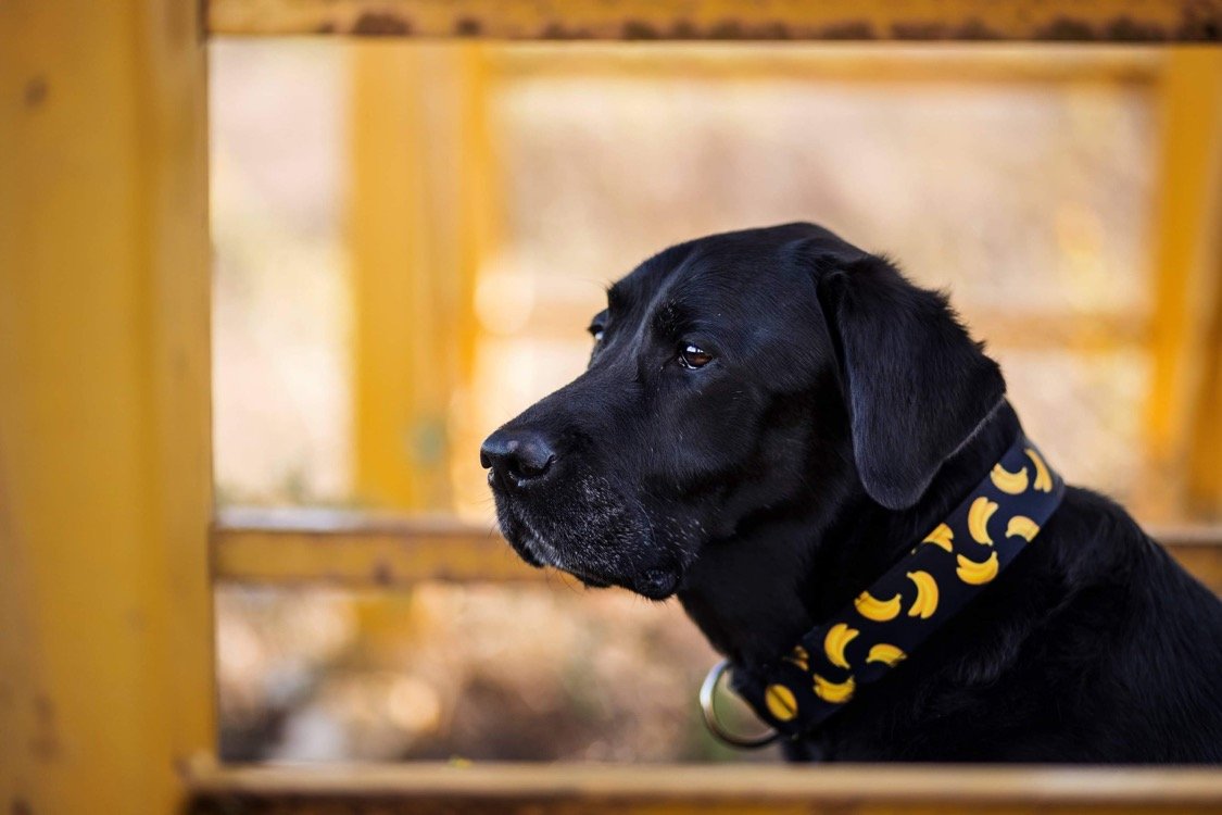 Banana Split Dog Collar | Tail Wag