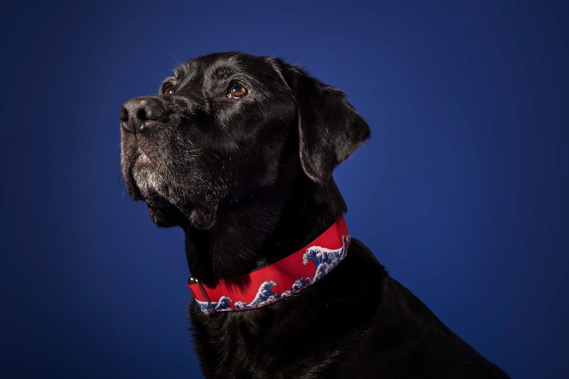Wave Dog Collar | Tail Wag