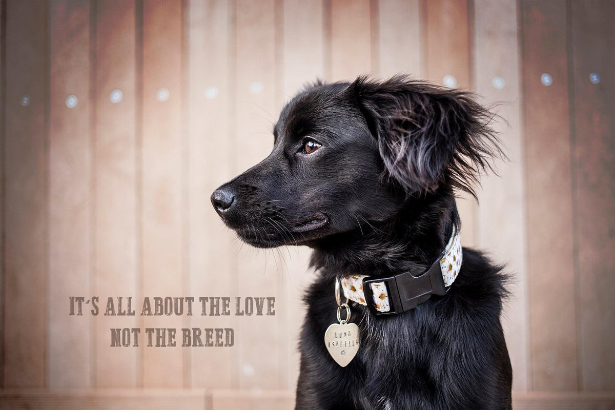 Lazy Daisy Dog Collar | Tail Wag