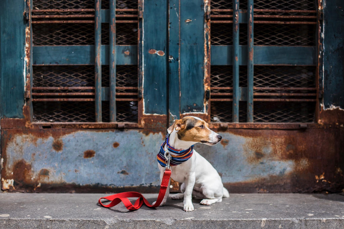 Tail Wag | Samoa Dog Bandana